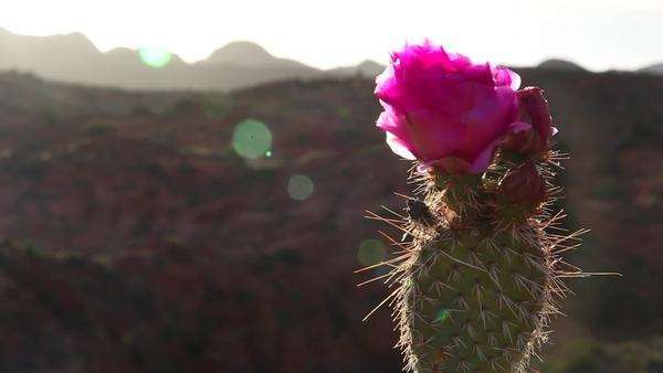 A cactus flower blooms in the red rock of Cottonwood Canyon, Utah. - HD ...