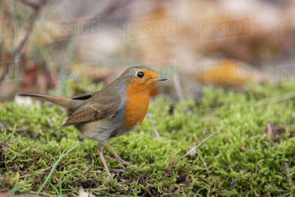 Garden Birds. Robin Erithacus rubecula in the wild. Songbird close up ...