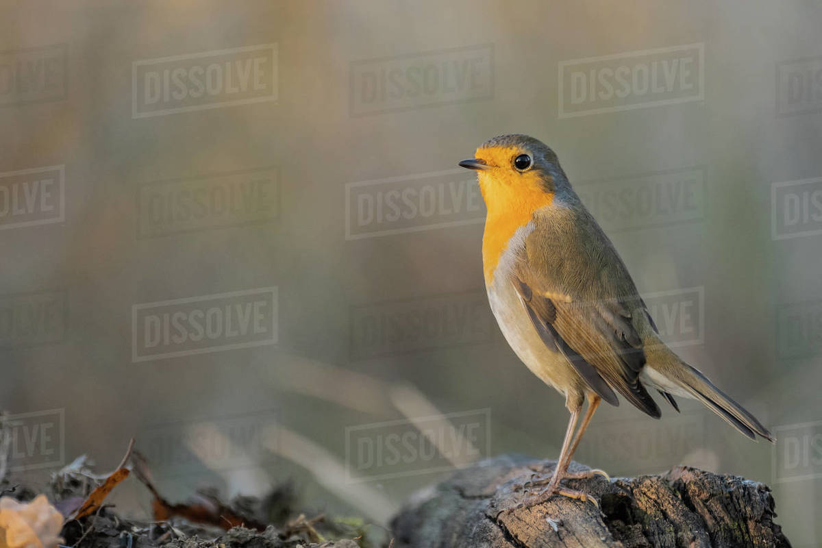 Garden birds. Robin Erithacus rubecula. The bird is sitting on a snag ...