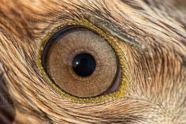 eagle eye close-up, eye of the Buzzard - Royalty-free Stock Photo ...