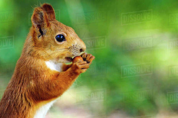 Portrait of eurasian red squirrel in front of a white background ...