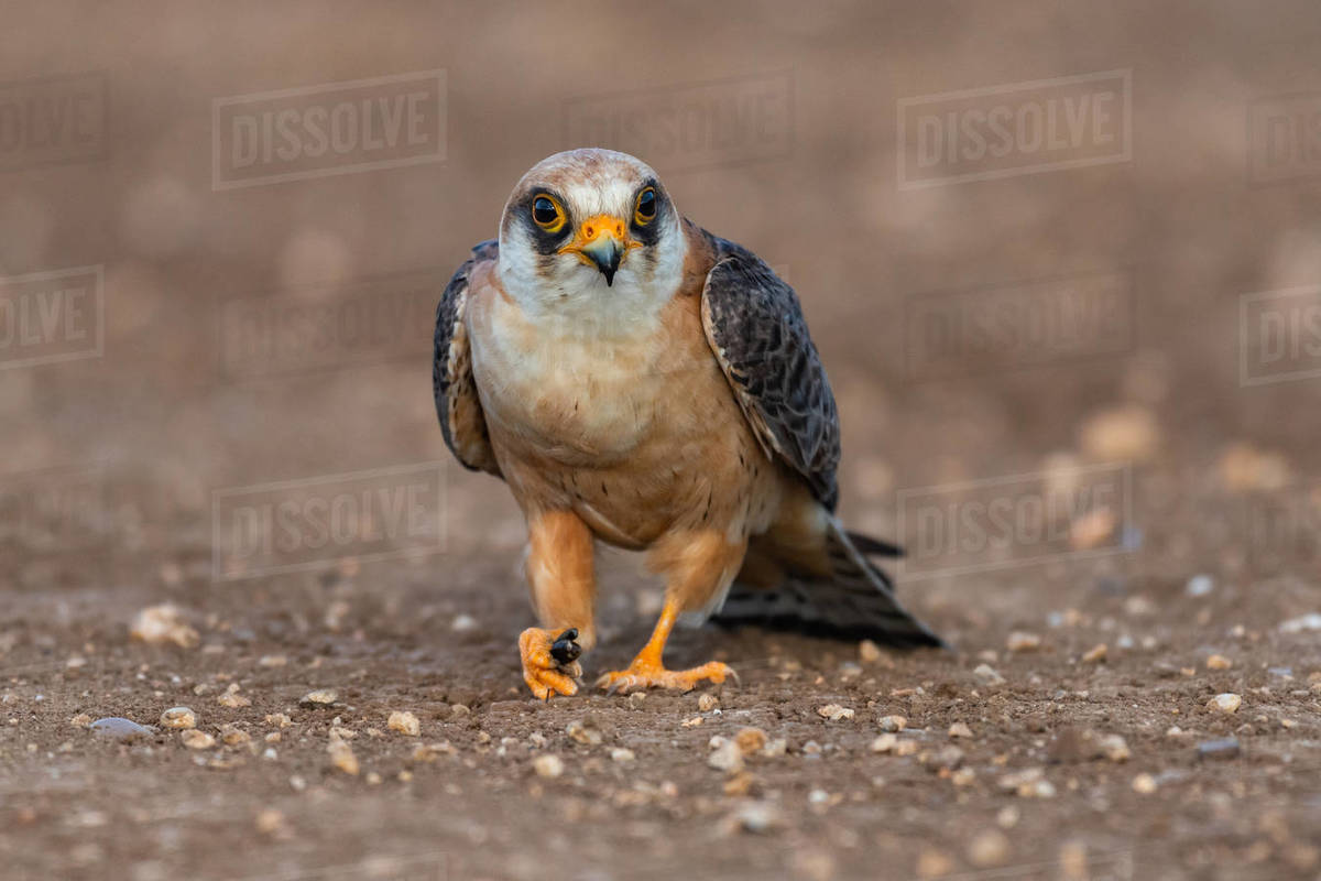 The red-footed falcon Falco vespertinus, a red-legged falcon sitting on ...