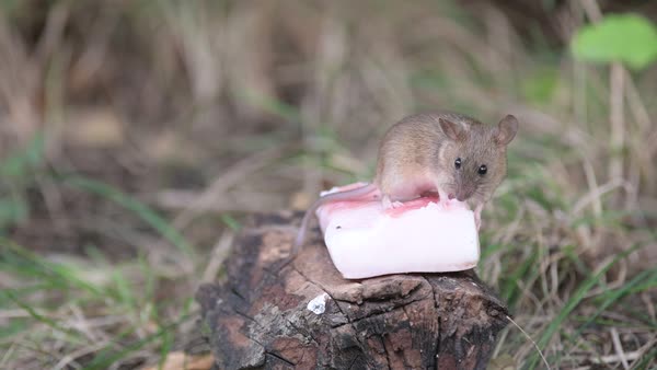 Wood Mice Apodemus sylvaticus in the forest eats lard brought by a man ...