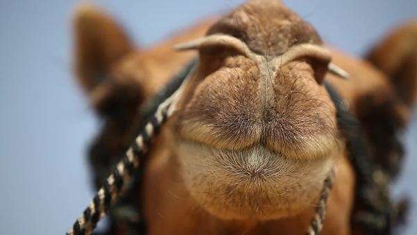 Close up shot of a head of a camel - HD Royalty-free Stock Video ...