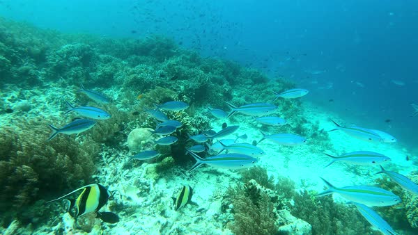 School of fish, underwater and seabed in ocean or environment for ...