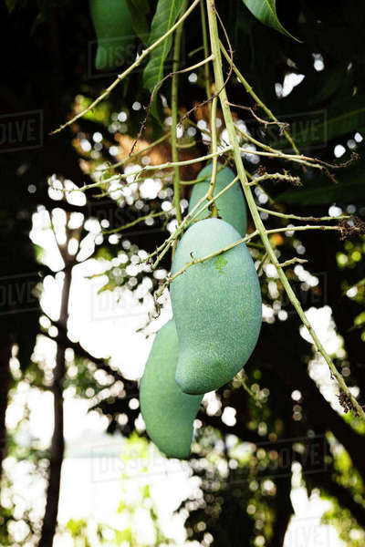 Tree with green mango fruit in the garden. A bunch of mango with blur ...