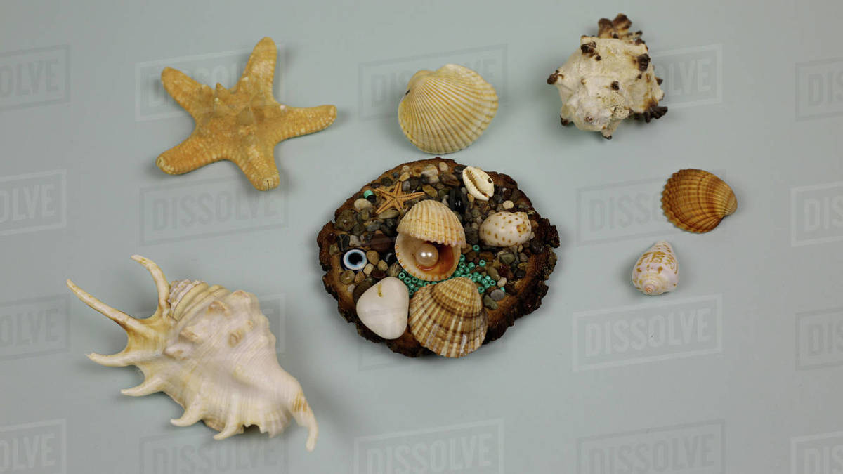 Seashells on a blue background. Clams from the beach scattered on the ...