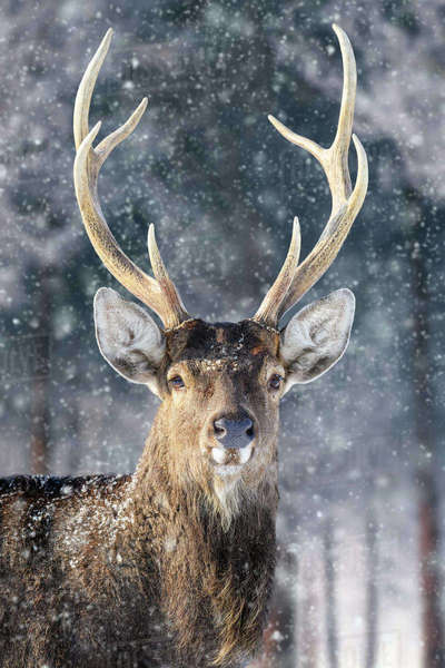 Male roe deer in the winter forest. Animal in natural habitat. Wildlife ...