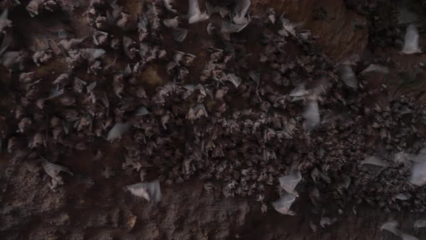 Cave wall of flying foxes scattering away in fear. Dark habitat of bats ...