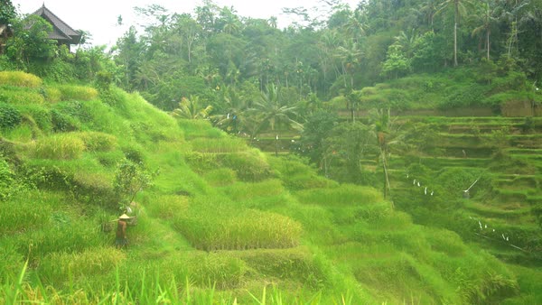 Traditional hillside rice farm in Bali with Asian male worker carrying ...