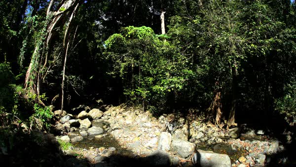 Tropical climate of Daintree Rainforest with rocks woodland vines and ...