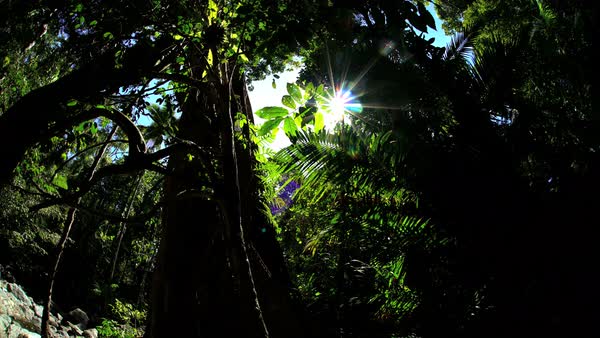 Dense tree canopy with sun flare in tropical rainforest of Daintree ...