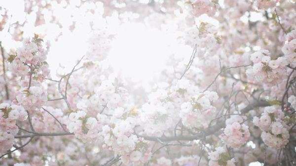 Sakura Tree Sun Lens Flare Japanese Cherry Blossom Shinjuku Gyoen Tokyo ...