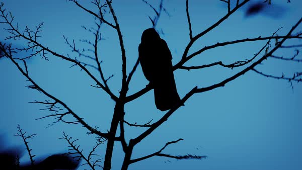 Birds On Branch And Flying Off In Evening - Stock Video Footage - Dissolve