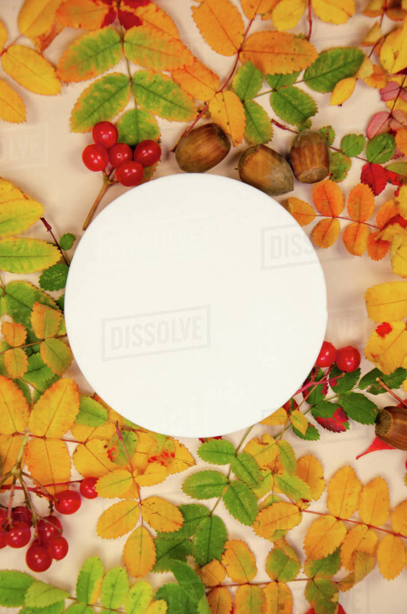 Presentation autumn template white round mockup close-up vertical ...