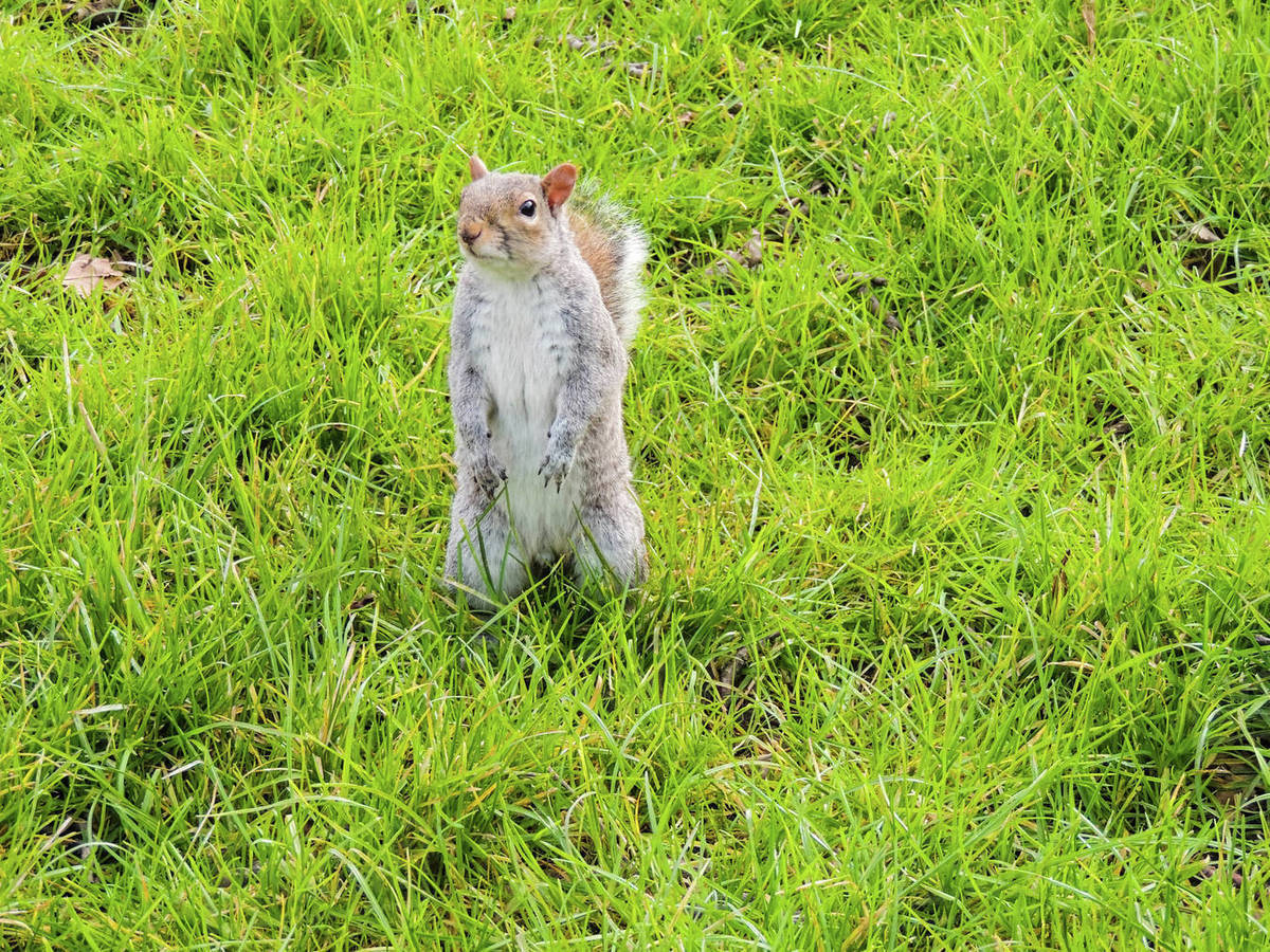 Funny squirrel standing up in a London park - Royalty-free Stock Photo ...