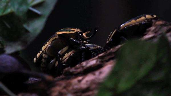 Lesser goliath beetle - bugs / creepy crawlies - close-up - Stock Video ...