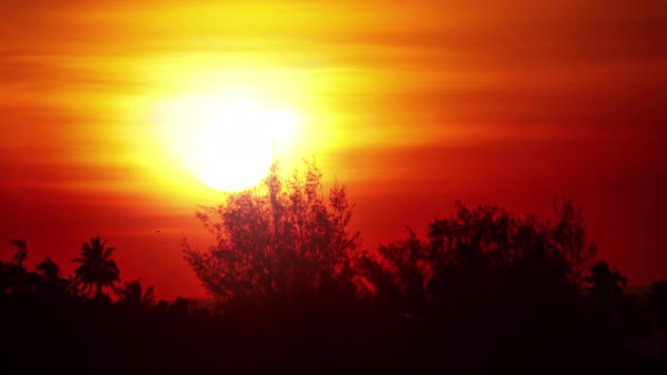 Scorching hot sun on red sky with tropical tree silhouettes. - 4K ...