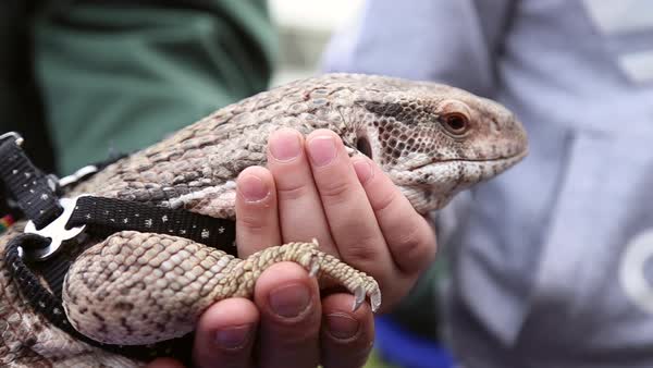 Monitor lizard in a harness being shown by a man at a festival - Stock ...