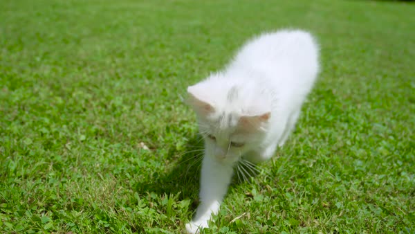 CLOSE UP, SLOW MOTION: Frisky white kitten chasing a twig across the ...