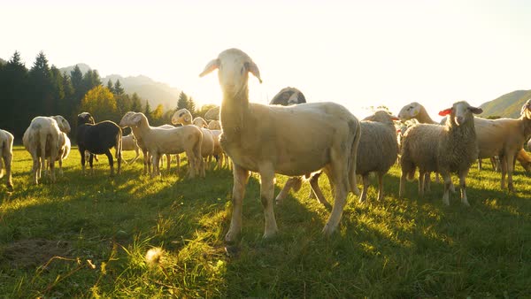 SLOW MOTION, LENS FLARE, CLOSE UP, LOW ANGLE: Flock of curious young ...