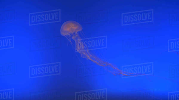 Stunning translucent jellyfish swimming around in a deep blue fish tank ...