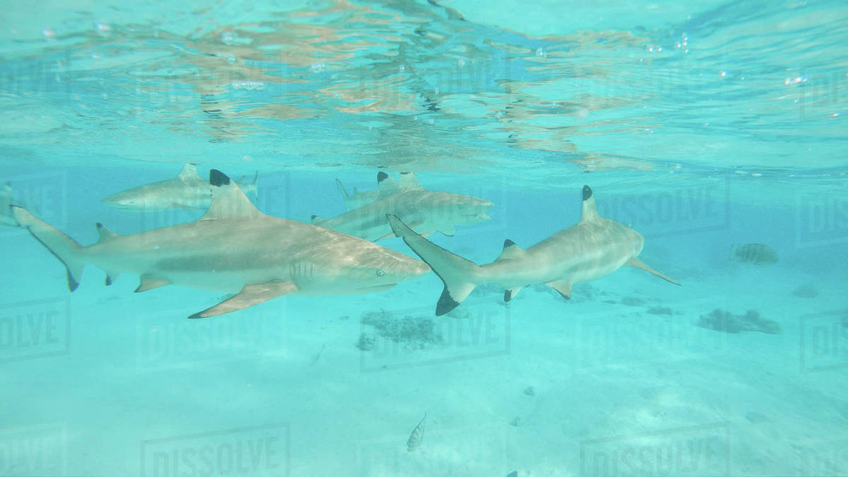 UNDERWATER: Large blacktip sharks roam around the shallow water near ...