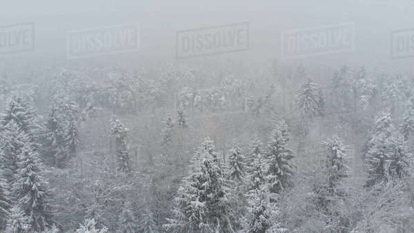 AERIAL: Flying over an empty coniferous forest during an intense ...