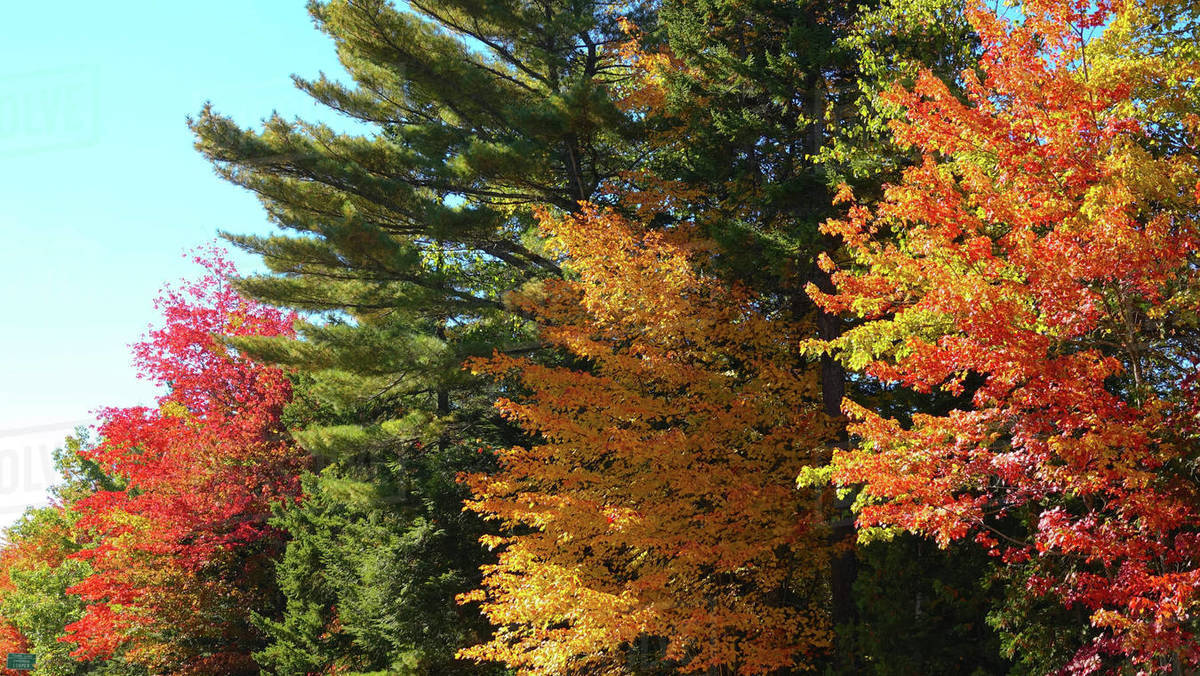 Breathtaking view of idyllic tree canopies changing colors on a sunny ...