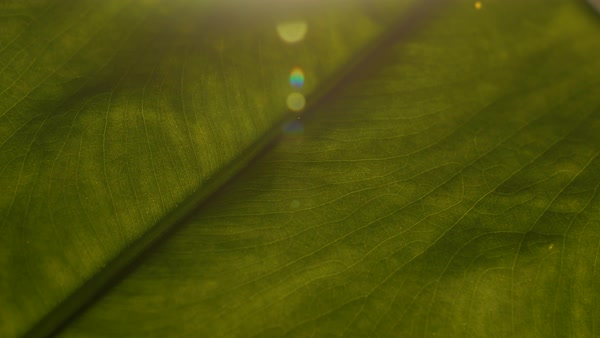LENS FLARE, MACRO: Visible signs of pest infestation on big vibrant ...