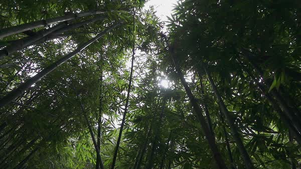 Lush bamboo forest, sun shining through the bamboo leaves - HD Royalty ...