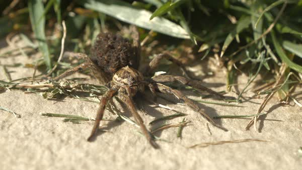 CLOSE UP: Tarantula wolf spider carrying little spiderlings on her ...