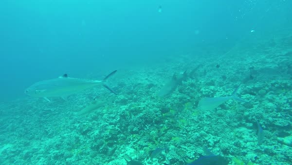 Underwater close-up: Stunning view of reach South Pacific Ocean ...