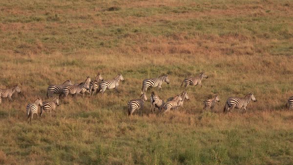 Aerial, close up. flying above big herd of zebras traveling across ...