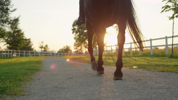 Rear view of silhouetted horse legs walking along the gravel road on ...