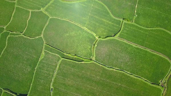 AERIAL TOP DOWN: Flying above beautiful irrigated rice paddy in lush ...