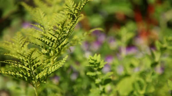 Close up shot of plants in a garden - HD Rights-managed Stock Video ...