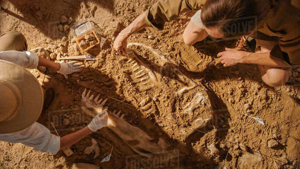 Two Paleontologists Cleaning Newly Discovered Dinosaur Skeleton ...