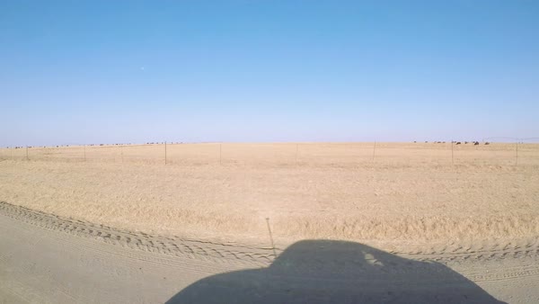 Driving along dirt road looking sideways at arid field with cows ...