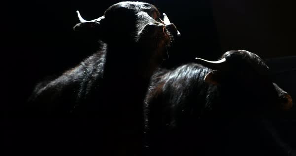 Two young bulls against black background puffing steam from their noses ...