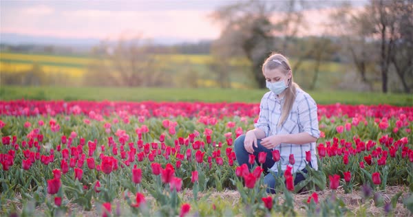 Lockdown shot of female farmer checking red tulips growing in farm ...
