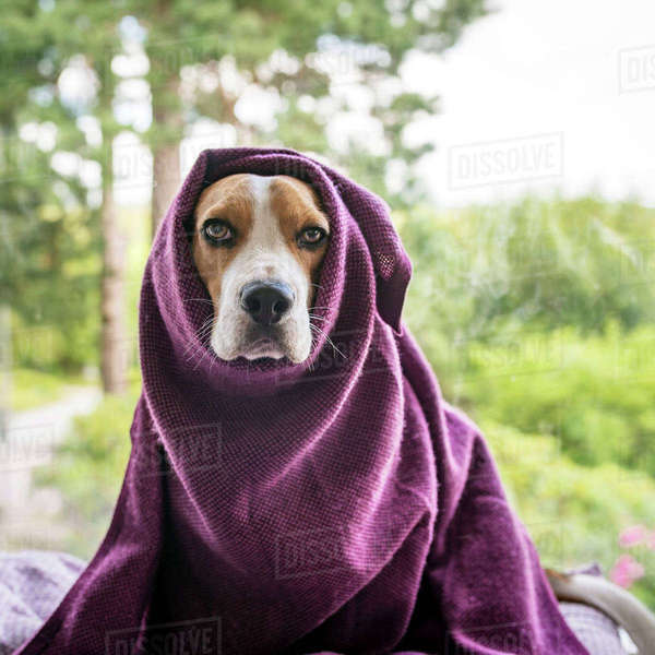 Dog wrapped in blanket - Royalty-free Stock Photo | Dissolve