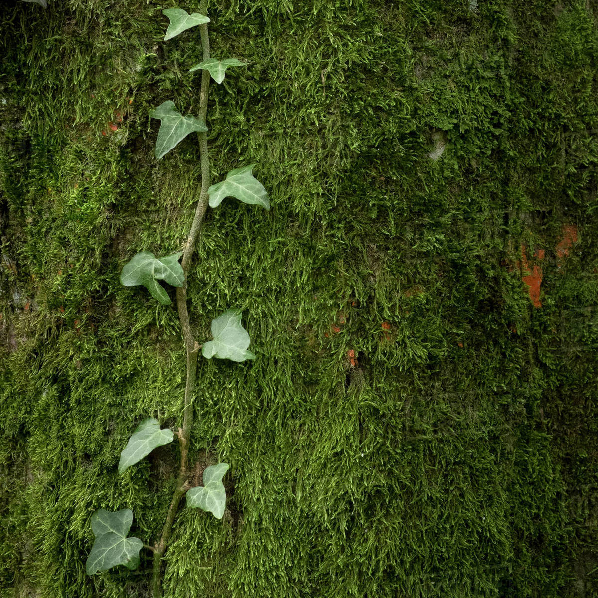 Ivy growing on moss - Royalty-free Stock Photo | Dissolve