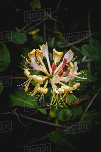 Close-up of flower - Stock Photo - Dissolve