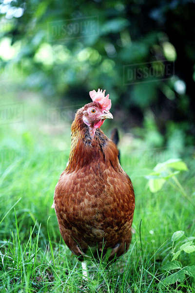 Hen standing in field - Royalty-free Stock Photo | Dissolve