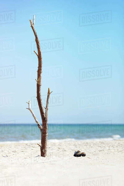 Dead tree on beach - Stock Photo - Dissolve