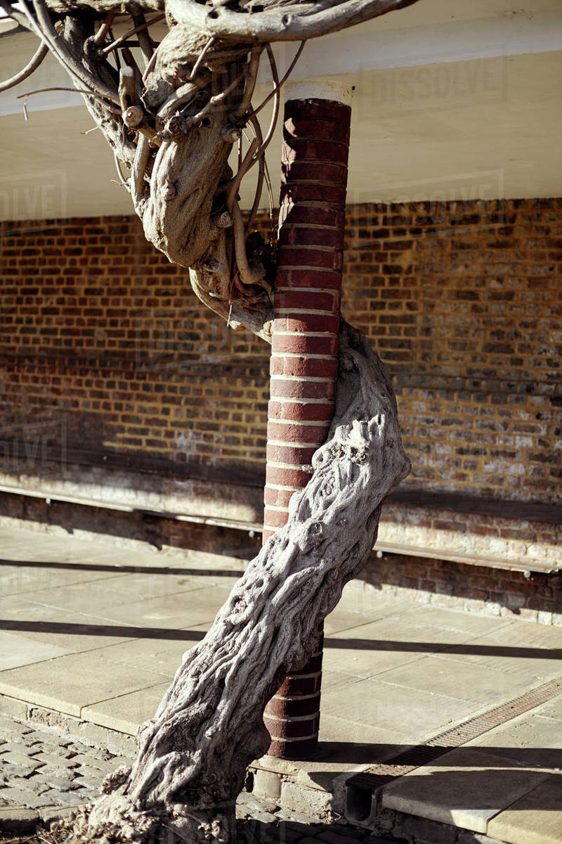 Tree wrapped around pole - Royalty-free Stock Photo | Dissolve