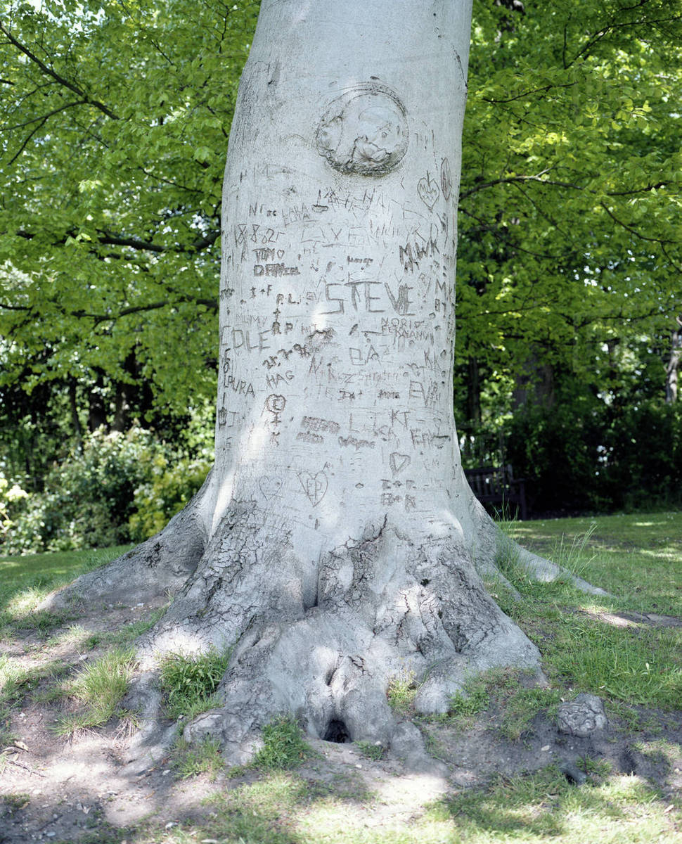 Names carved on tree - Royalty-free Stock Photo | Dissolve