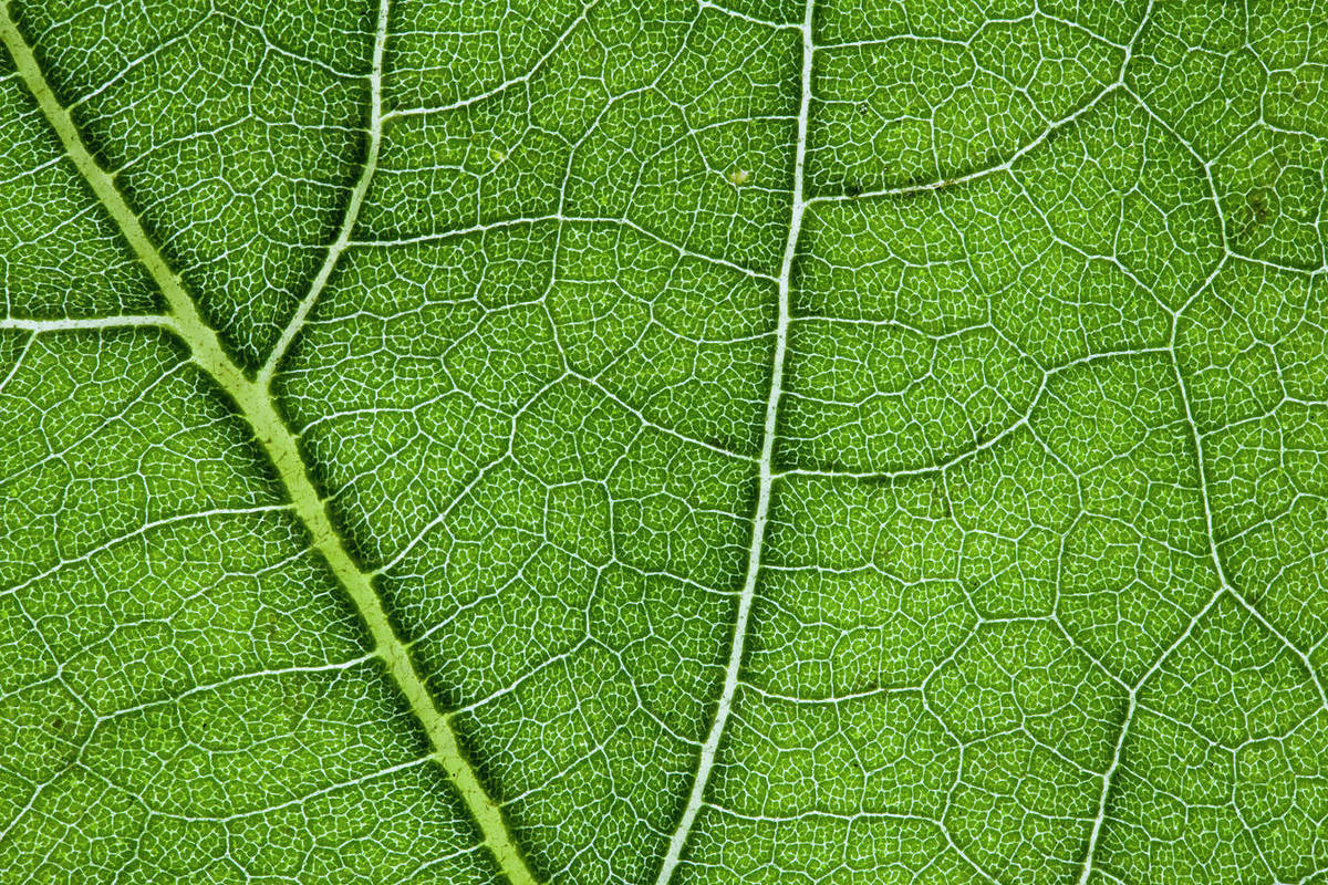 Leaf, close-up - Royalty-free Stock Photo | Dissolve