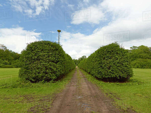 Hedge along dirt road - Royalty-free Stock Photo | Dissolve